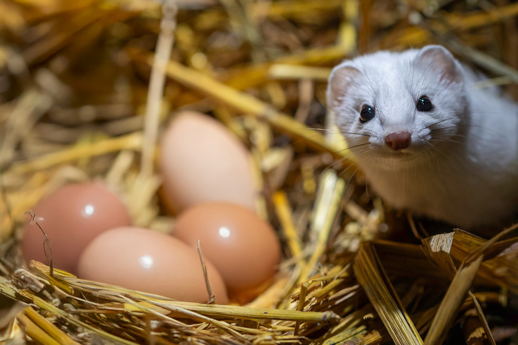 Weasels Killing Chickens is Common, but Preventable - Backyard Poultry